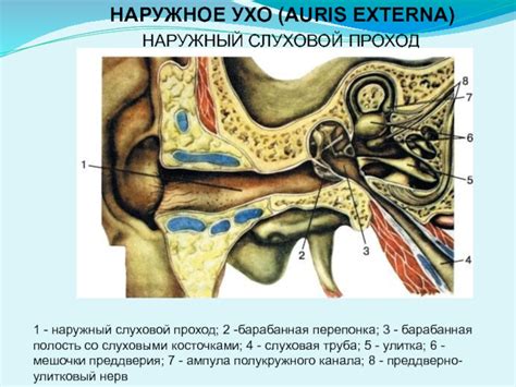Функциональная анатомия органа слуха и равновесия