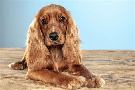 Perro Cocker Tipos Cuidados Y Curiosidades Aon Seguro Para Perros Y