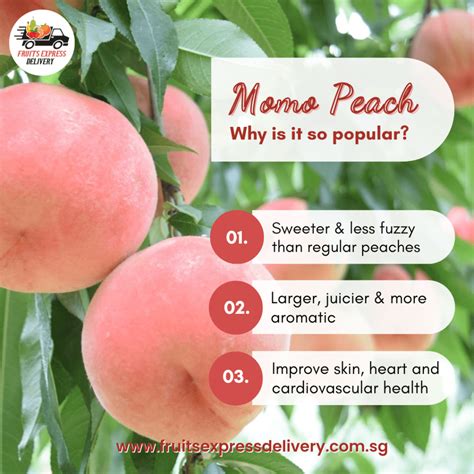 Fresh China Momo Peaches Juicy And Aromatic Buy Now