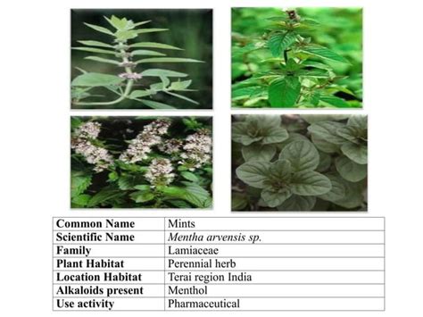 Identification And Description Of Aromatic Plants Ppt