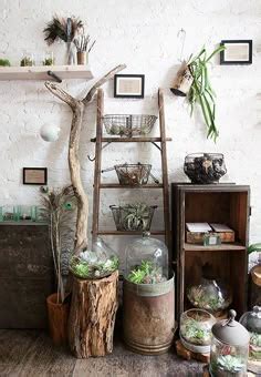 50 Naturalist Room Ideas Naturalist Displaying Collections Cabinet