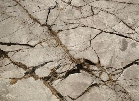 Silver Root Get In Contact Best Price And Quality Customer Satisfaction