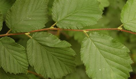 Corylus Cornuta Beaked Hazelnut Portland Nursery