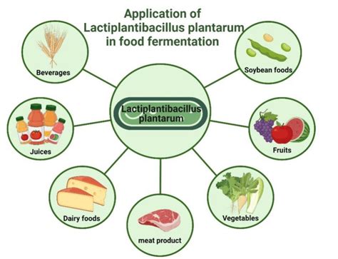 The Application Of Lactiplantibacillus Plantarum In Several Different Download Scientific