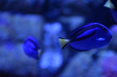 Dory Fish Nemo Free Photo On Pixabay Pixabay