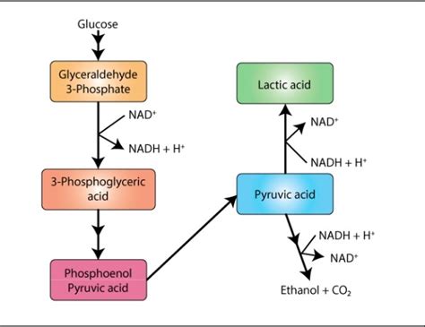 Bio Chemistry Of Fermentation