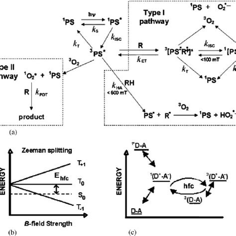 Radical Mediated Type 1 Pathway In Pdt Is Sensitive To Weak B Fields