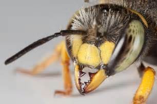 Anthidium Bee Anthidium Oblongatum Bugguidenet