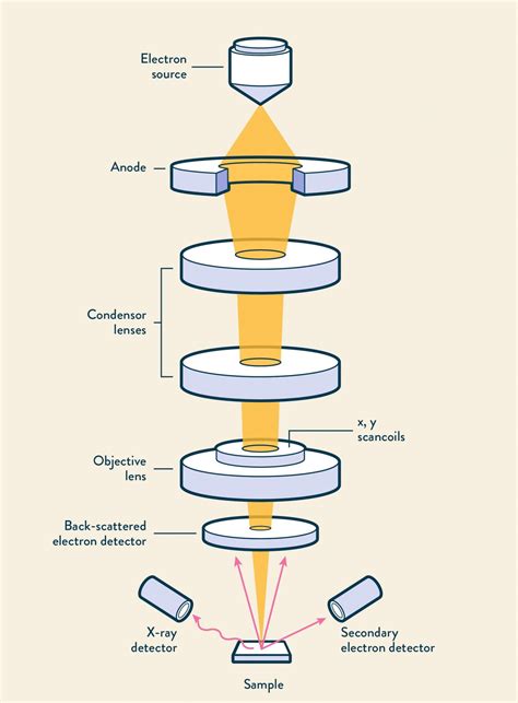Transmission Electron Microscope Parts And Functions At Darcy