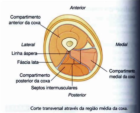 Coxa Proximal Medial E Distal Retoedu