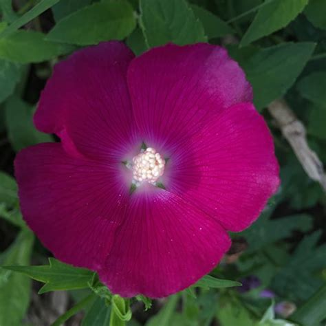 Purple Poppy Mallow Callirhoe Involucrata