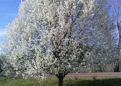 Is Planting A Bradford Pear Tree A Good Idea Heres Why Youll Regret It