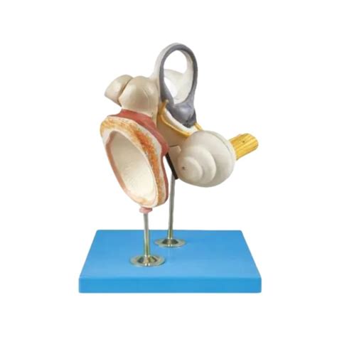 Enlarged Model Of Inner Ear Ossicles And Tympanic Membrane Anatomical
