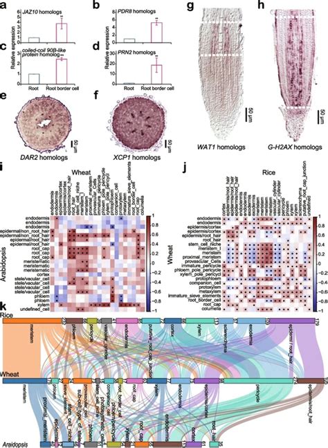 项目文章 Genome Biology （if 17902）单细胞多组学助力于面包小麦根的不对称基因转录研究 知乎