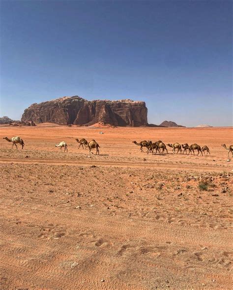 Hassan Harb On Linkedin Jordan Closeprotection Security Tourism