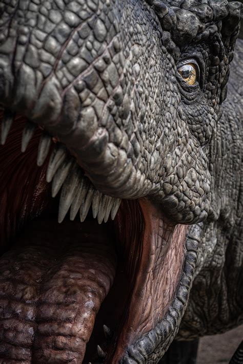Mais De 500 Imagens Grátis De Tiranossauro Rex E Dinossauro Pixabay