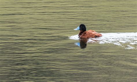 Andean Duck Andina Ebird