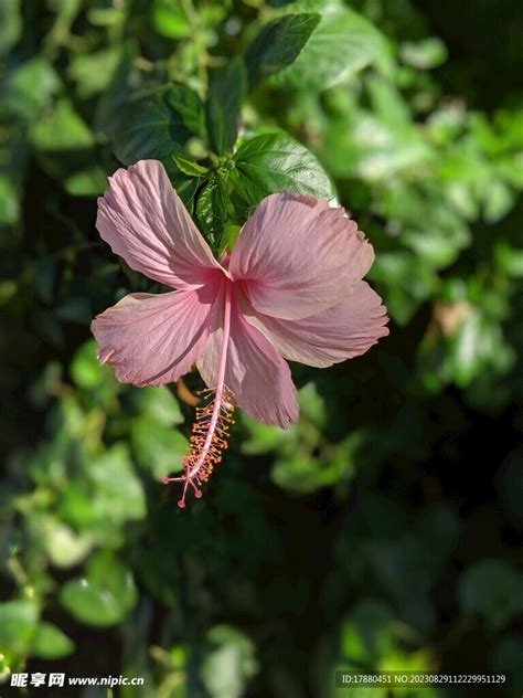 朱槿摄影图花草生物世界摄影图库昵图网