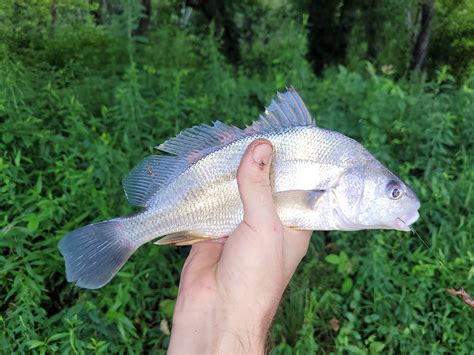 Freshwater Drum Virginia Dwr