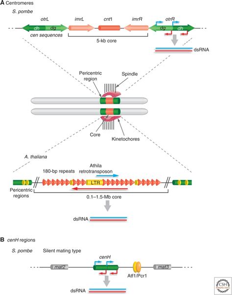 Rnai And Heterochromatin Assembly Pmc