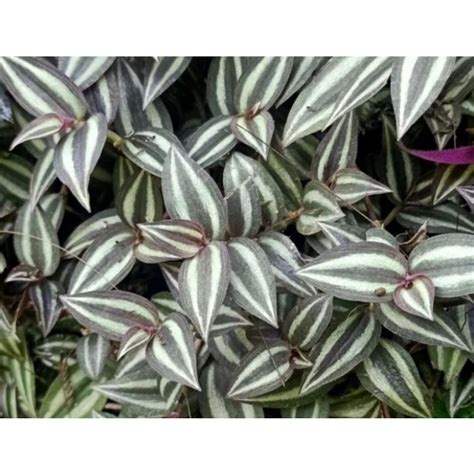 Keratan Pokok Bunga Telinga Kera Tradescantia Zebrina Shopee Malaysia