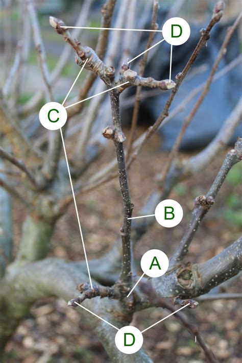 Winter Pruning Cordon Apple Trees ‘short Spur Method Orchard Notes