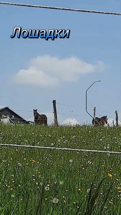 Кони кони Youtube