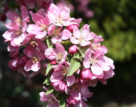 Ornamental Crab Apple Tree Crabapple Comparison Chart Goqn