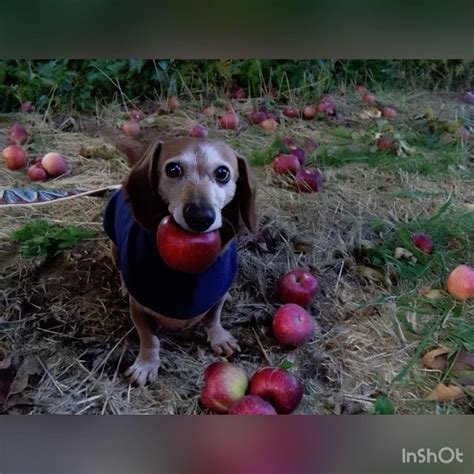 Apple Dog New Creepy Transformation Appledog Dog Apple Memes