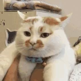 Meme Kittens  Meme Kittens Cats Discover And Share S