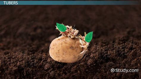 Vegetative Propagation Potato Potato Propagation Hi Res Stock