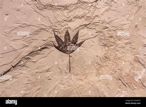 Fossilized Leaf In The Utah Field House Of Natural History Museum