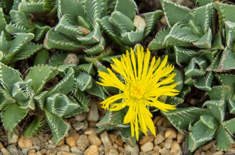 7 Houseplants That Start With T Petals And Hedges