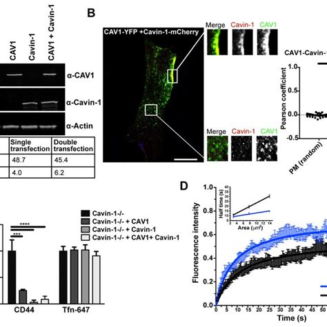 Cavin 1 And Cavin 3 But Not Cavin 2 And Cavin 4 Negatively Regulate Download Scientific