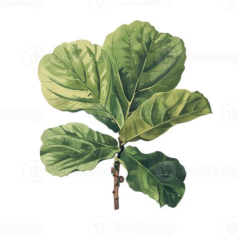 Ai Generated Isolated Illustration Of Fiddle Leaf Fig Branch 41449920 Png