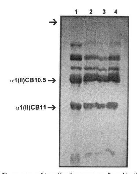 Structure Of Interpubic Disc Semantic Scholar