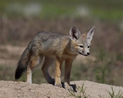 Kit Fox Facts Diet Habitat And Pictures On Animaliabio