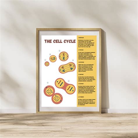 Cell Cycle Poster Cell Phases Biology Poster Biology Printable Classroom Poster Digital