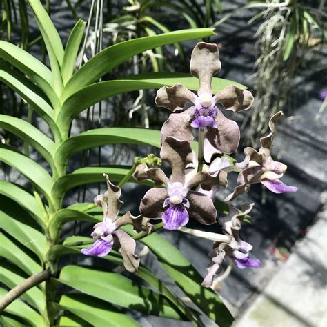 Vanda Tessellata — Palmer Orchids