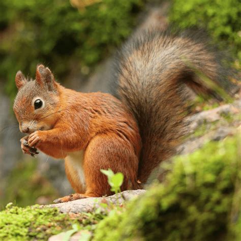 Red Squirrel Identification And Info American Pest Management Pest Control And Exterminator
