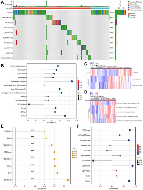 Mutation Genes Functional Enrichment Tumor Heterogeneity And Stemness