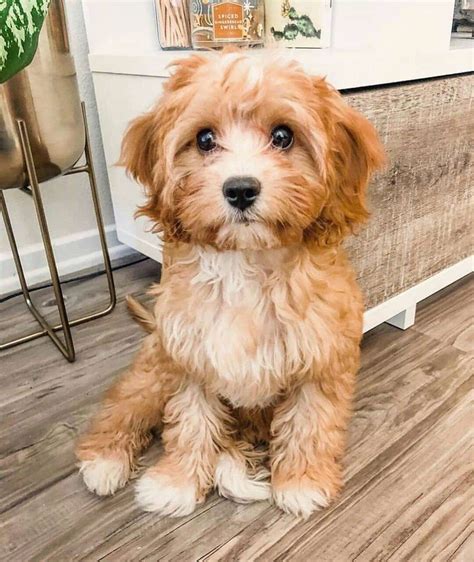 Top 7 Low Energy Hypoallergenic Dogs That Dont Shed We Love Doodles