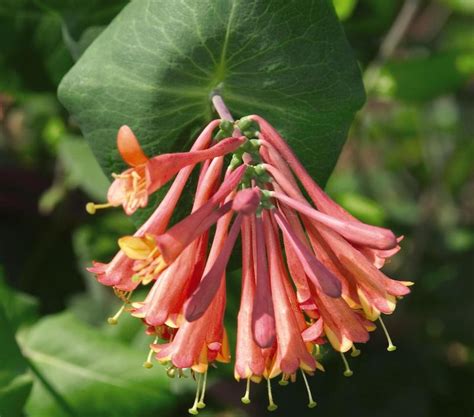 Are Honeysuckle Flowers Edible