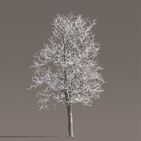 Seasonal Trees Archmodels Vol 258 Evermotion