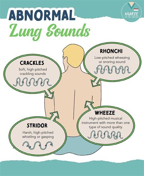 Where To Listen To Lung Sounds The Complete Guide To Respiratory Auscultation Examination Artofit