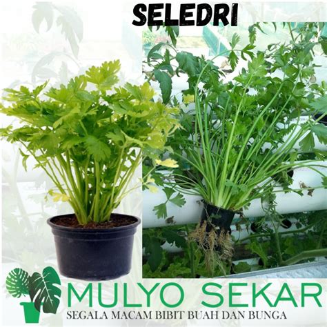 Jual Tanaman Sayur Seledri Bibit Tanaman Daun Seledri Daun Celery Shopee Indonesia