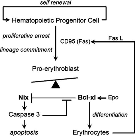 Schematic Depiction Of Nix Involvement In Erythroid Maturation Pathway