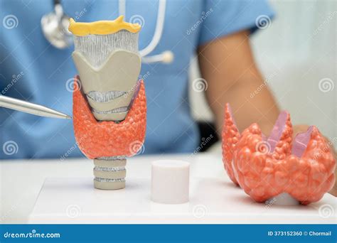 Hyperthyroidism Overactive Thyroid Thyroid Lymphoma Asian Doctor With Thyroid Gland Human