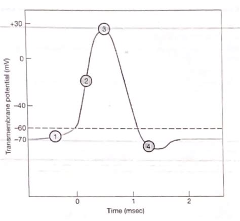 Phys 2 Diagram Quizlet