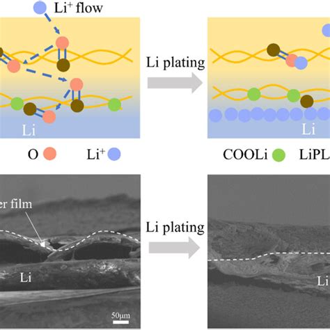 A Schematic Diagrams And B Field Emission Scanning Electron
